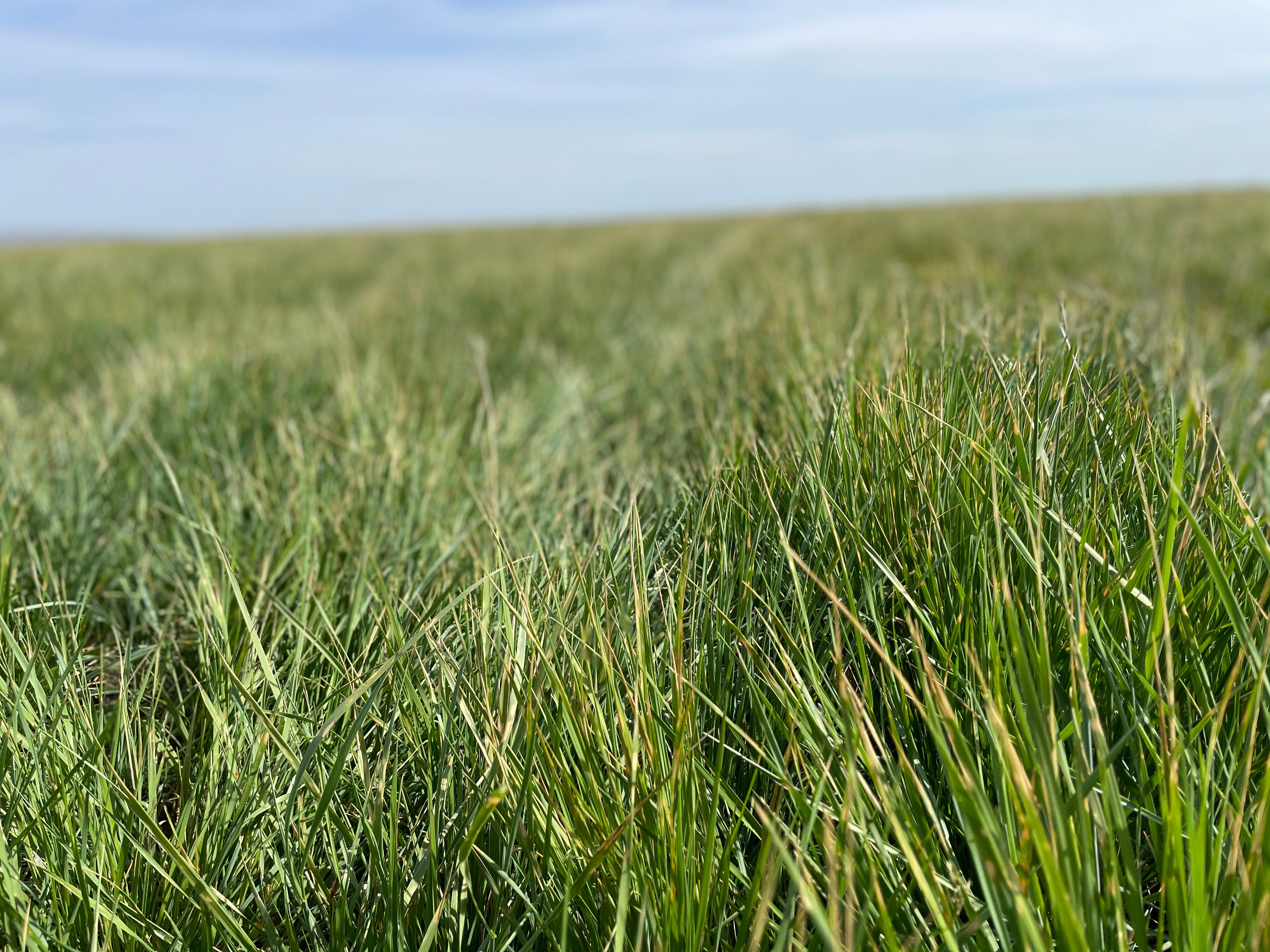 Rainier Seeds | Native Grass Seed Mix/Seeds For Sale Near Me