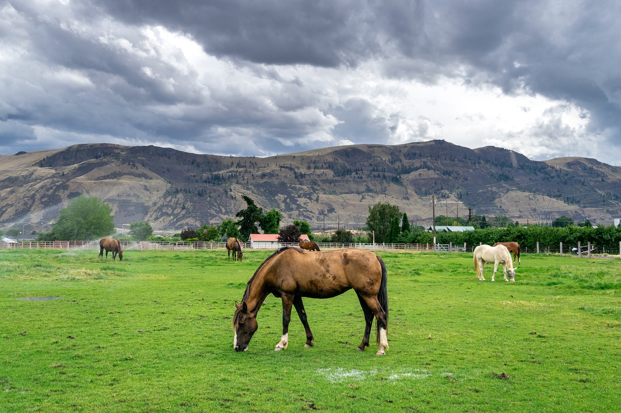 Planting Pasture Grass Seed In Spring & Fall Guide – Rainier Seeds